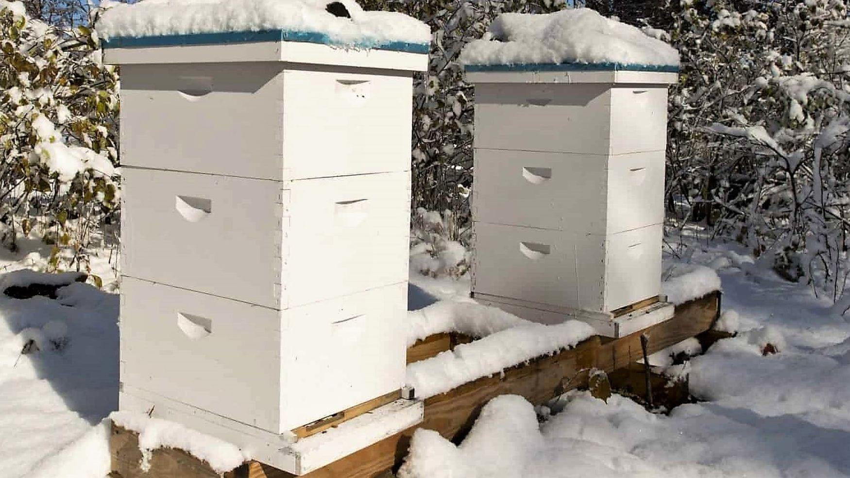 Do Honey Bees Sleep? The Life Of Honey Bees and Their Beekeepers In The ...